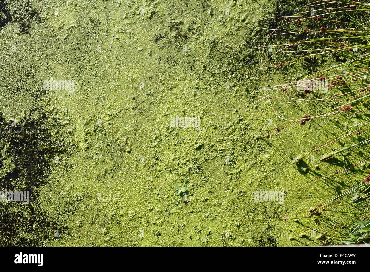 tide of green algae in a pond Stock Photo - Alamy