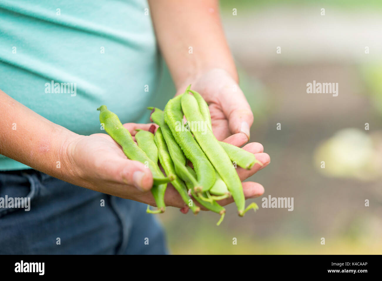 Picking beans by hand hi-res stock photography and images - Alamy