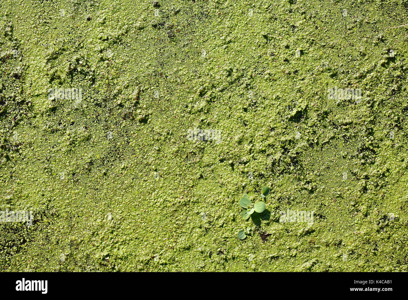 tide of green algae in a pond Stock Photo - Alamy