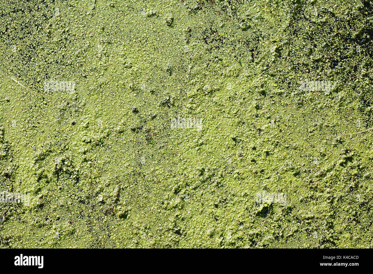 Algae by a pond hi-res stock photography and images - Alamy
