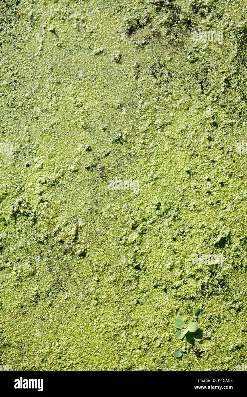 Algae by a pond hi-res stock photography and images - Alamy