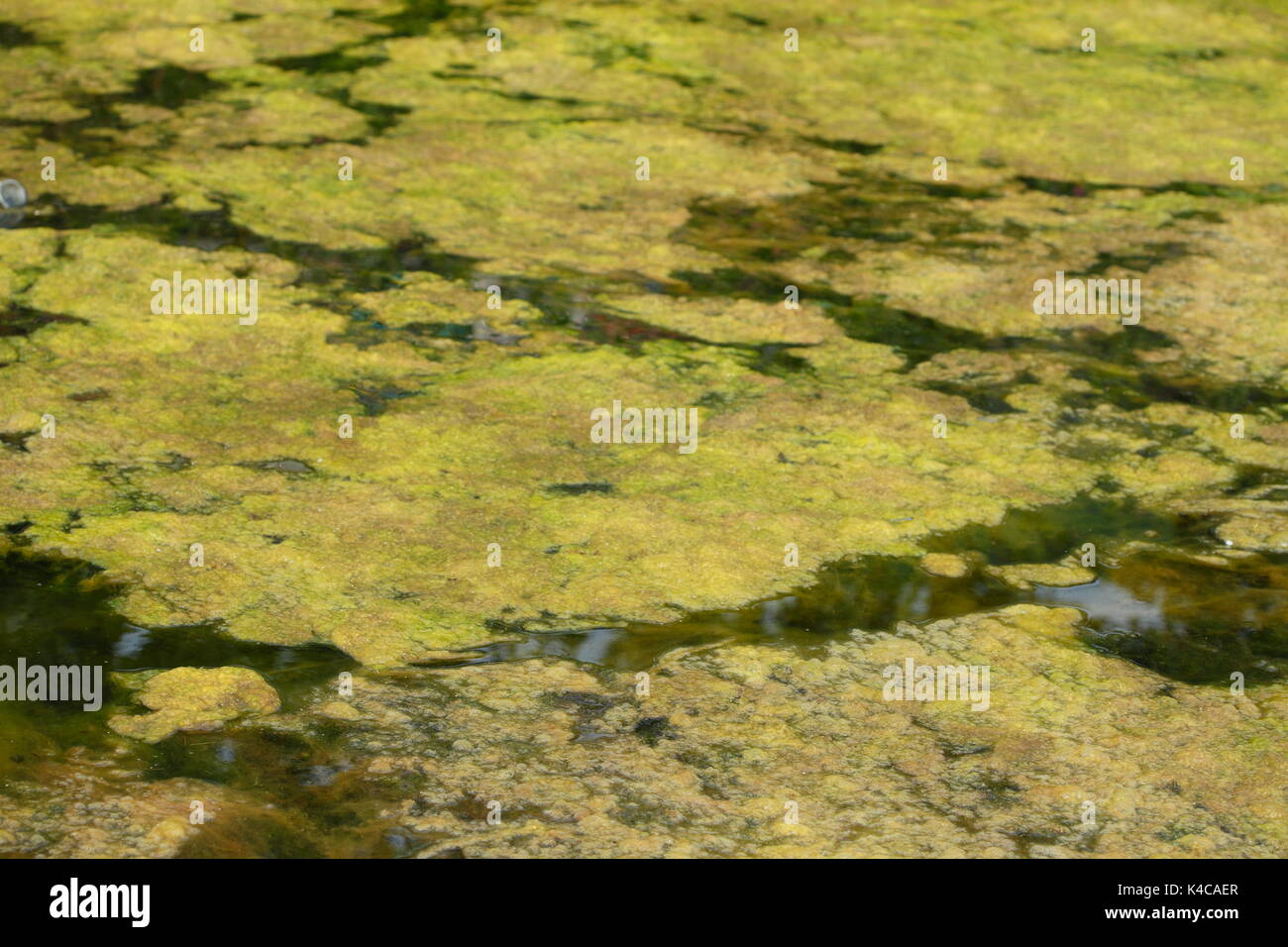 tide of green algae in a pond Stock Photo - Alamy
