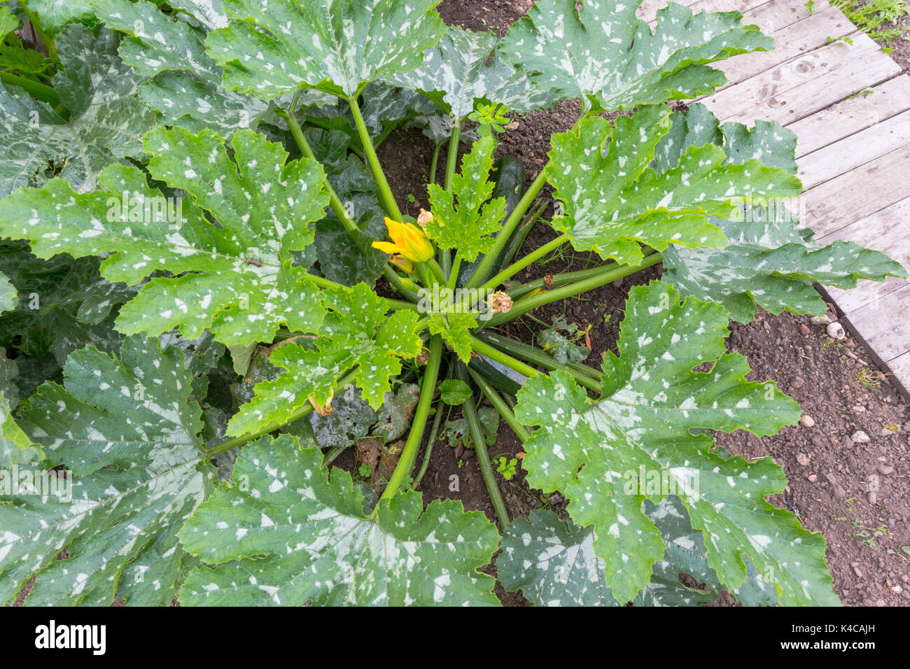 Courgette growing uk hi-res stock photography and images - Alamy