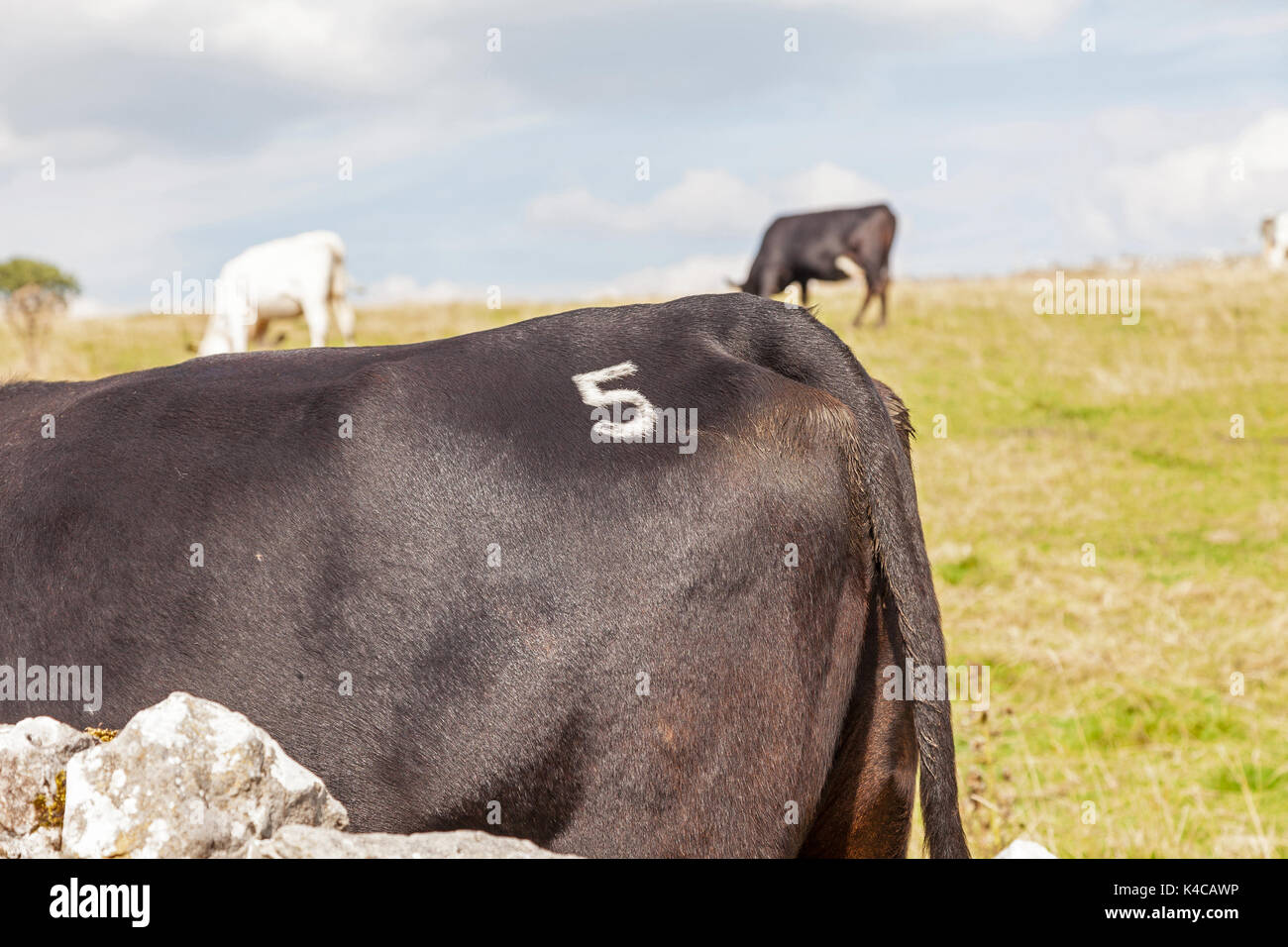 Five cows hi-res stock photography and images - Alamy