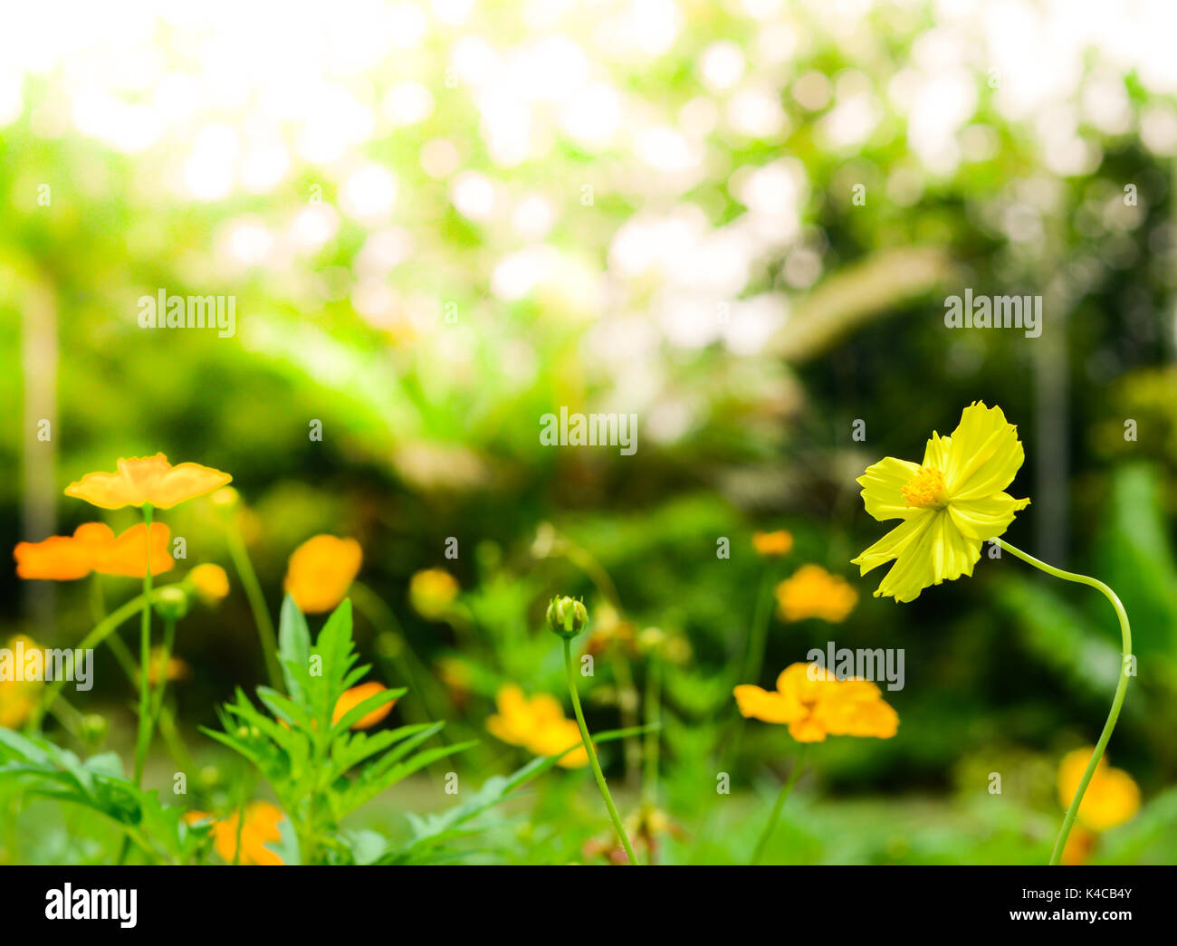 Yellow cosmos flower mexican hi-res stock photography and images - Alamy