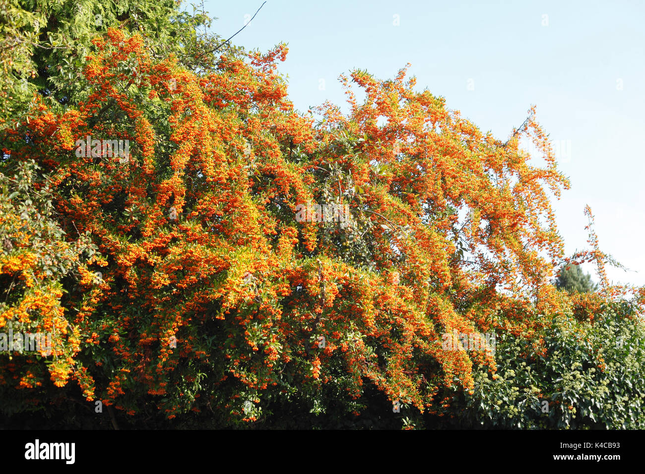 Pyracantha sp hi-res stock photography and images - Alamy