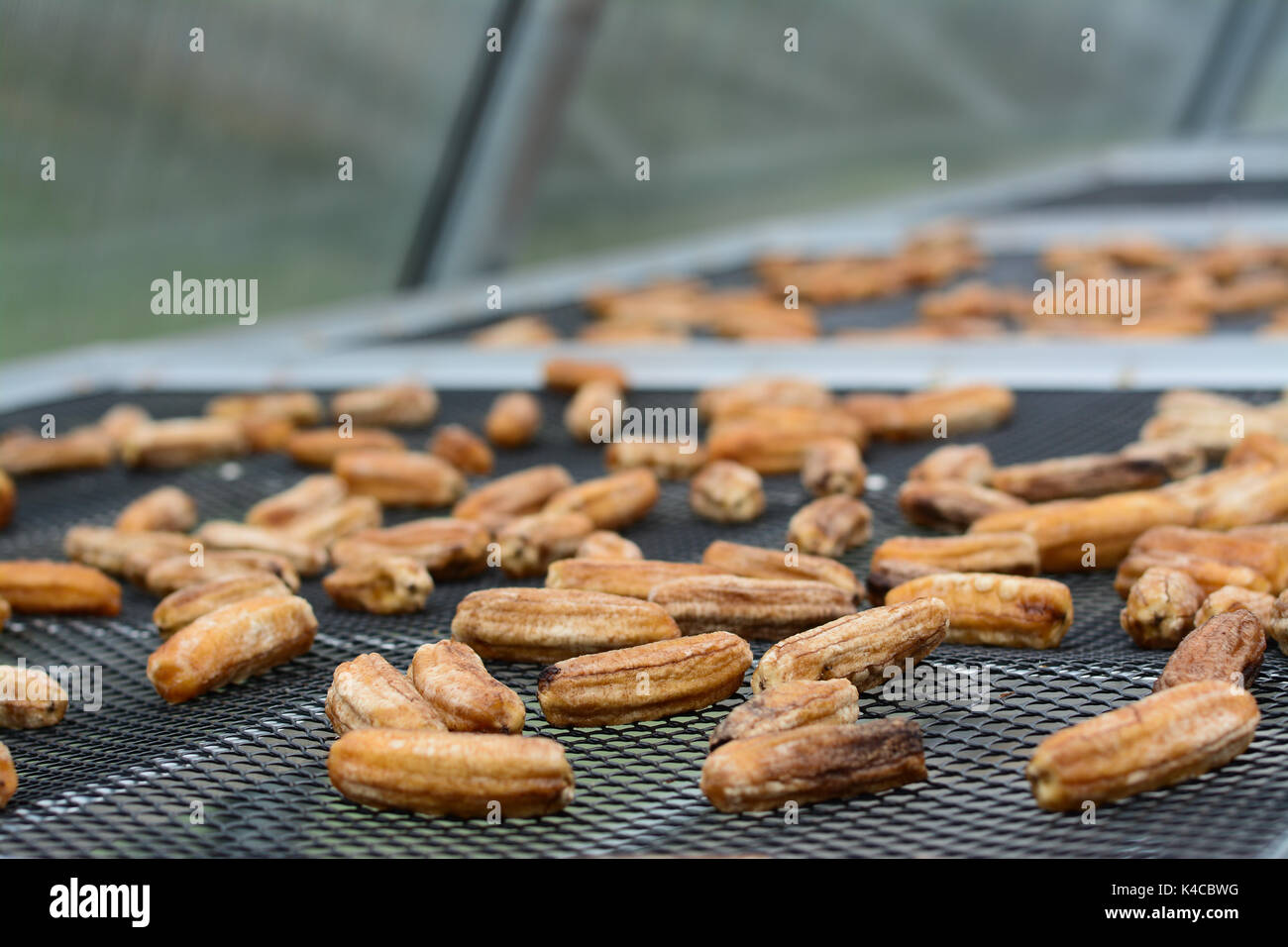 Dried bananas with solar cell, Food Preservation Stock Photo - Alamy