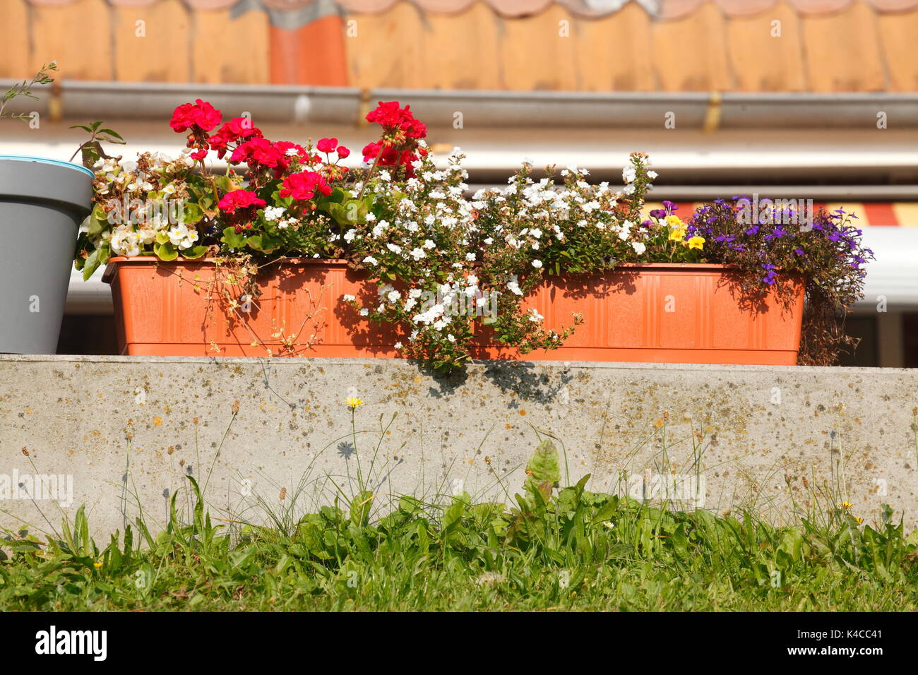 flower box with summer flowers on a wall Stock Photo - Alamy