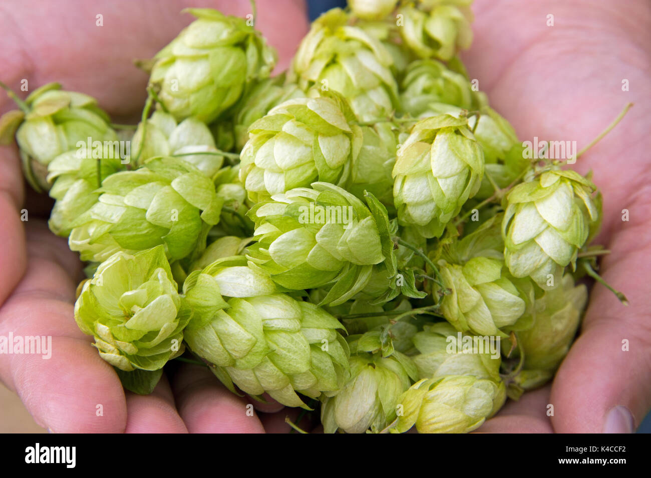 Hop tea hi-res stock photography and images - Alamy