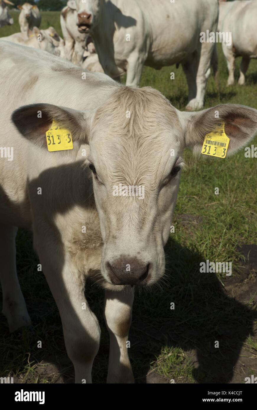 Fattening bulls hi-res stock photography and images - Alamy