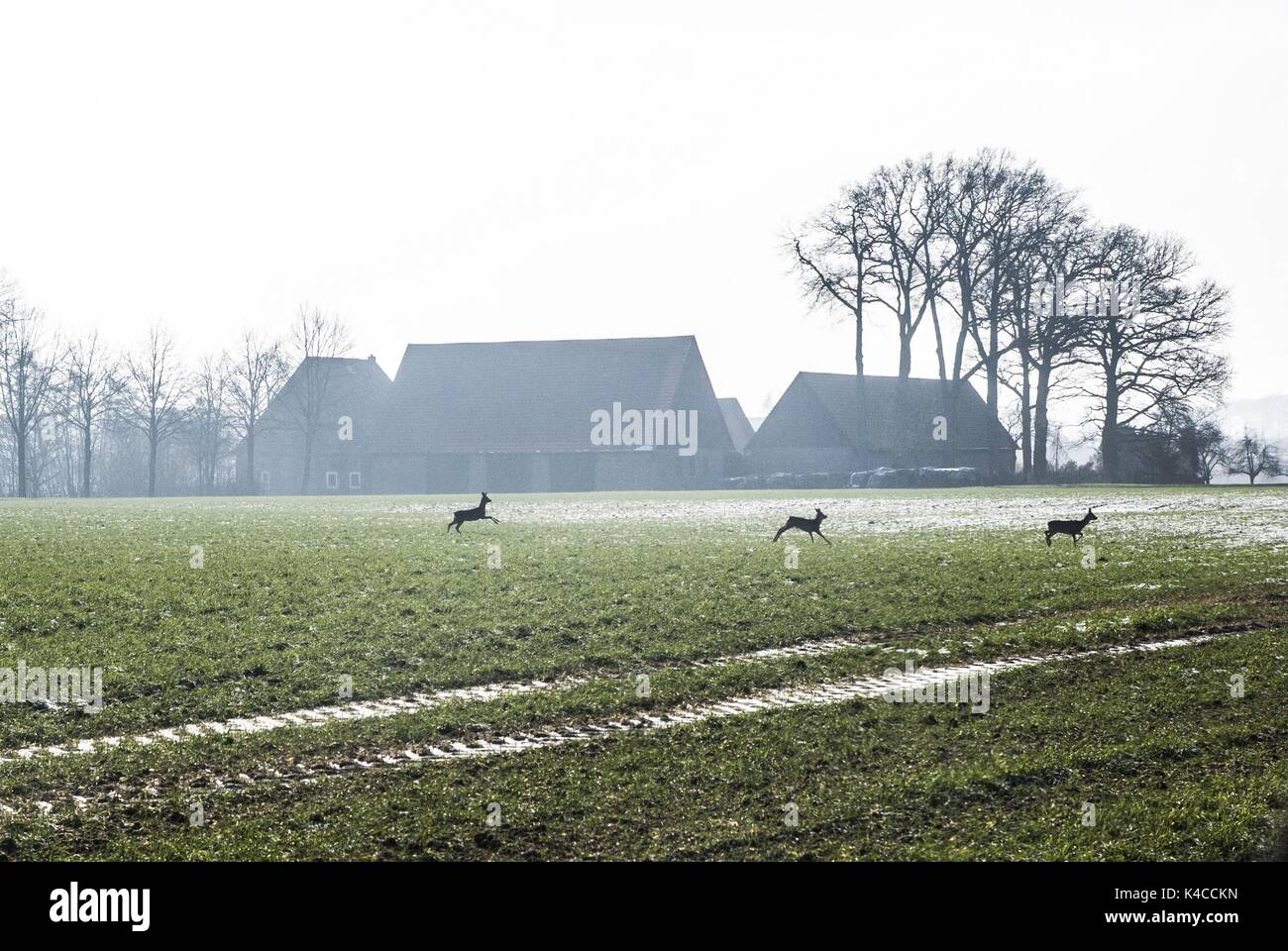 Field Deer Fog Farm Stock Photo - Alamy
