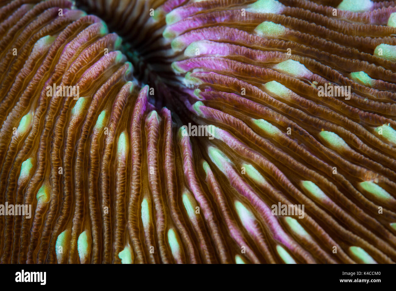 Abstract of a Mushroom coral (Fungia) growing on a reef in Raja Ampat ...