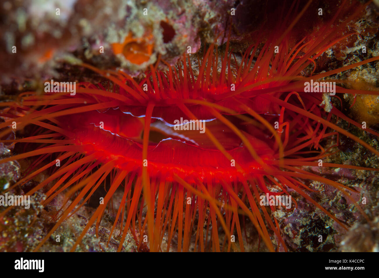 An electric clam thrives on a coral reef in Raja Ampat, Indonesia. This ...