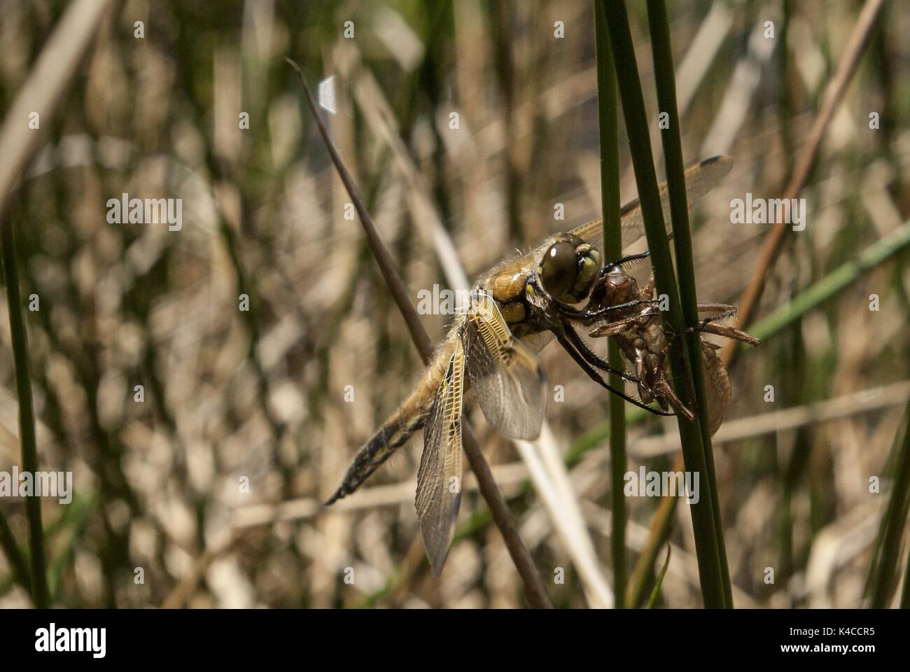Dragonfly Eats Insect Stock Photo - Alamy
