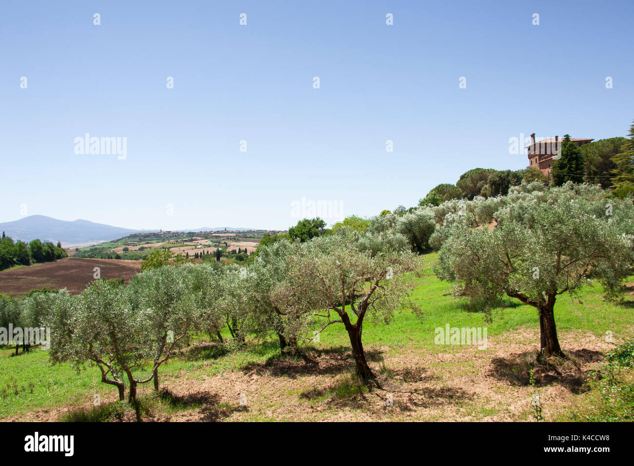 Fields With Olive Trees Arround Palace Massaini, Farm Building Near ...