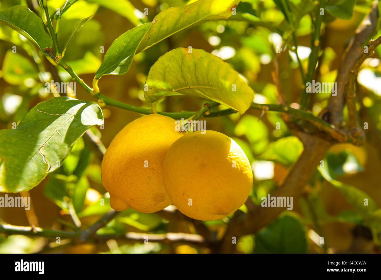 Lemon tree tuscany italy hi-res stock photography and images - Alamy