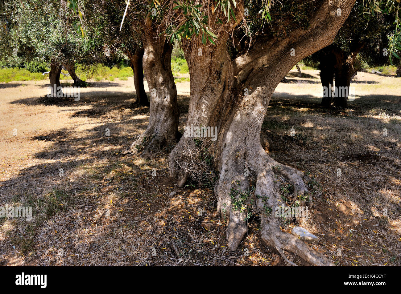 Old Olive Trees With Big Roots In The Ancient Farming Land Of Maremma ...