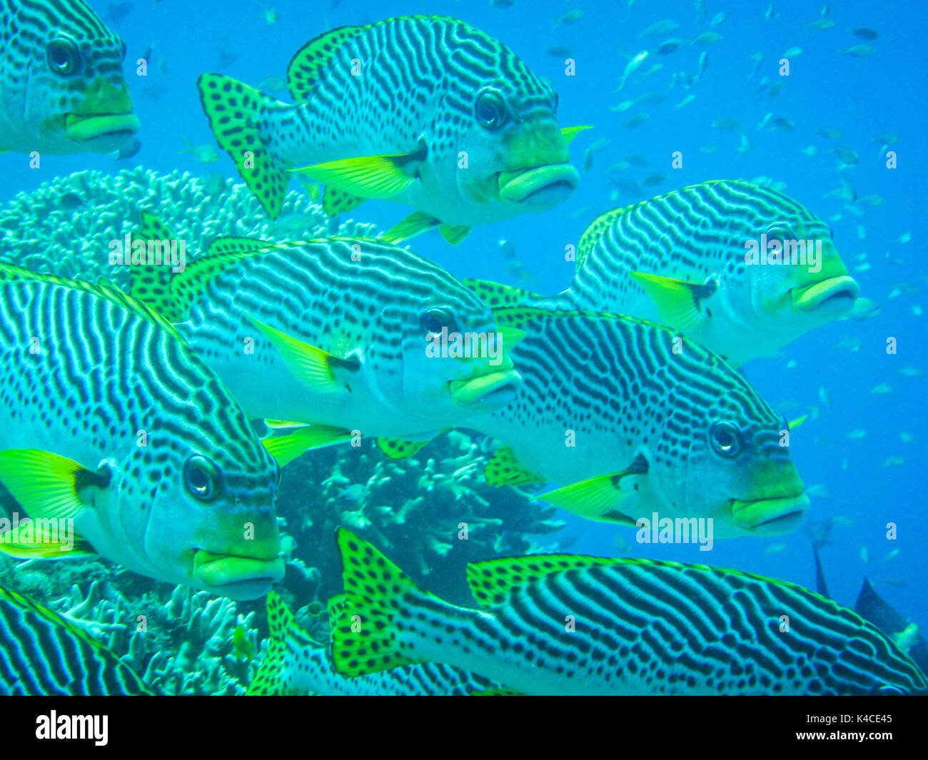 School yellow fish black hi-res stock photography and images - Alamy