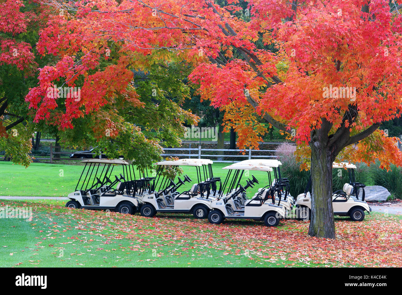 Maple tree with fall foliage hi-res stock photography and images - Alamy