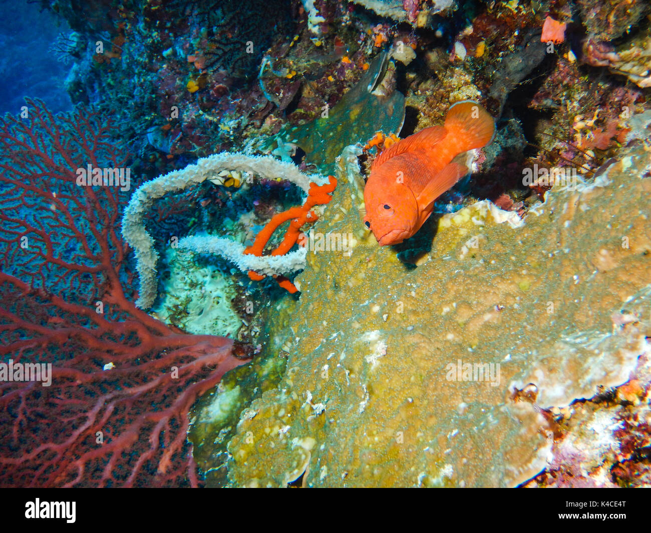 Clourful coral hi-res stock photography and images - Alamy