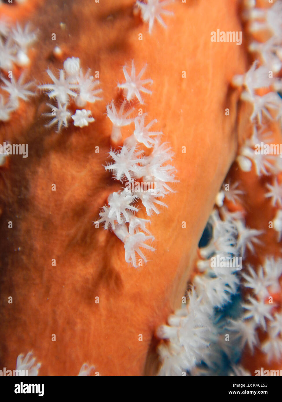 Sessile Polyp Cnidaria