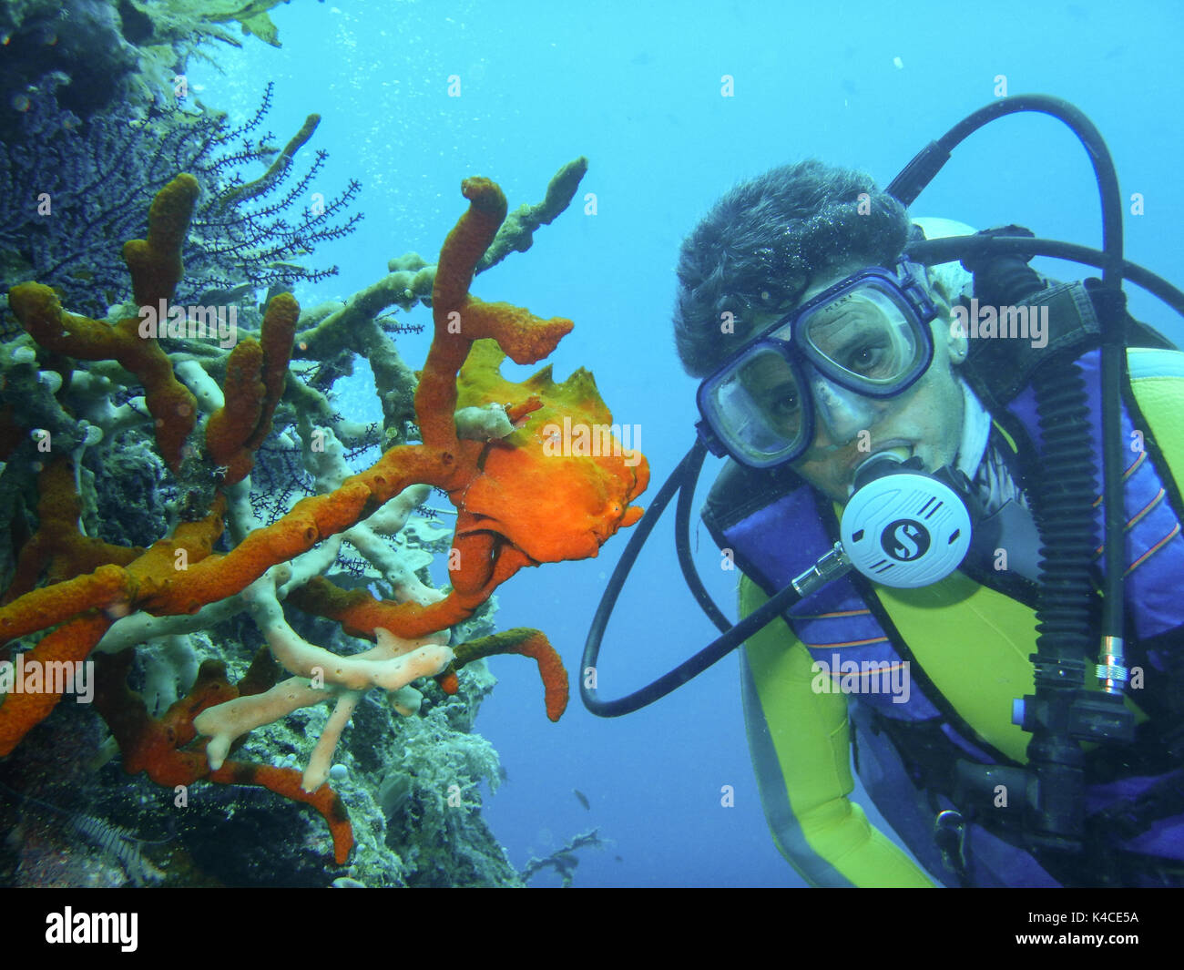 Female Diver Observing Well Camouflaged Orange Frogfish On Sponge ...