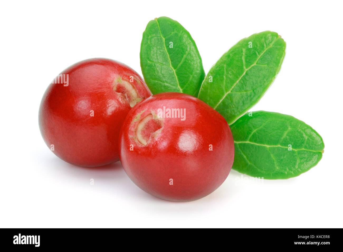 Closeup of red lingonberries (cowberries, foxberries) with leaves ...