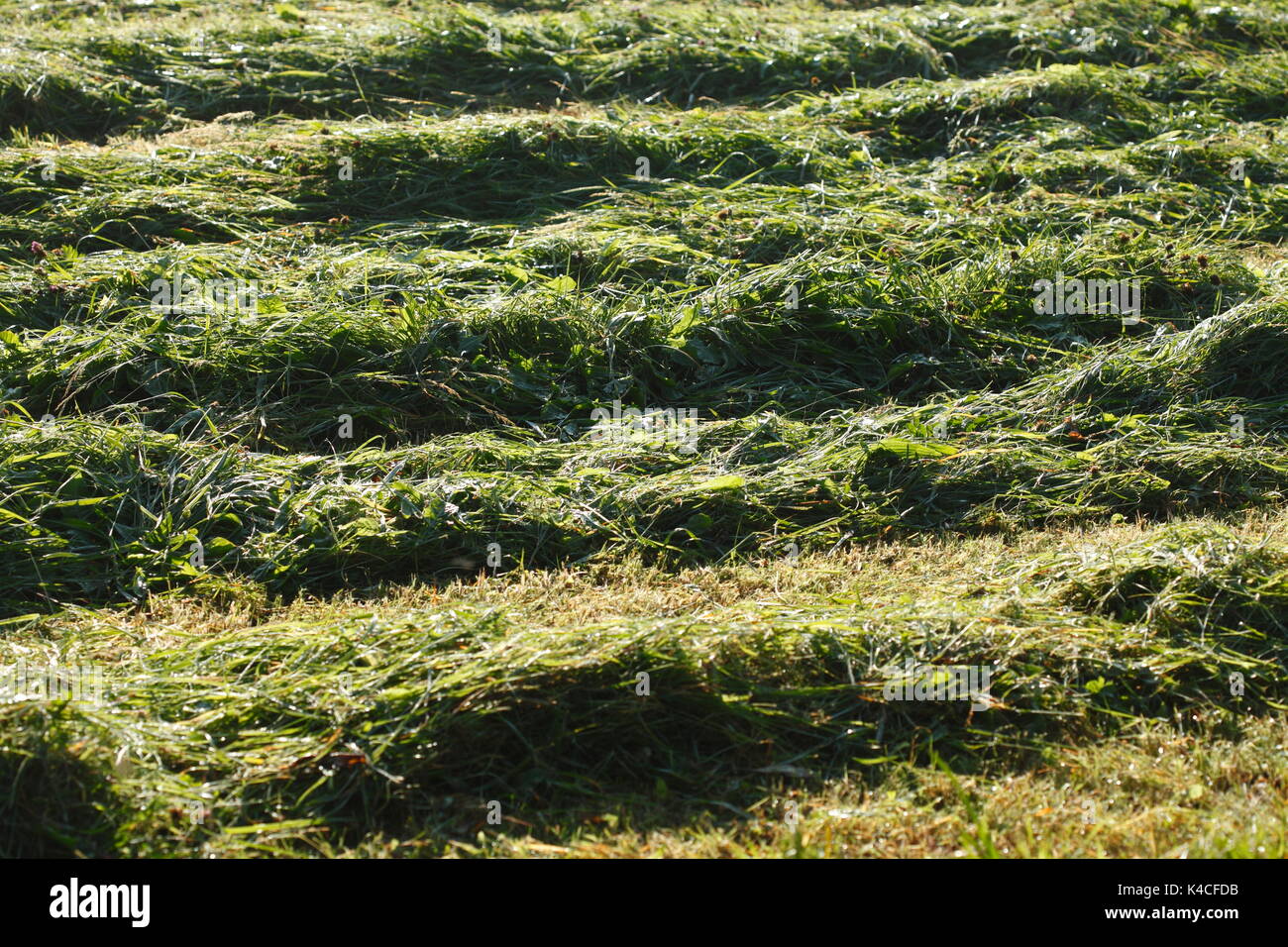 Meadow with fresh mowed lawn Stock Photo - Alamy