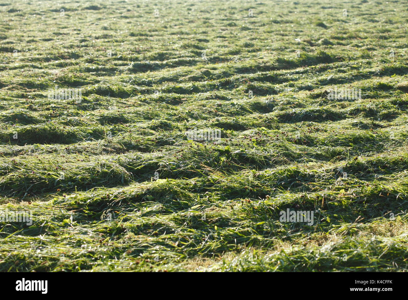 Meadow with fresh mowed lawn Stock Photo - Alamy