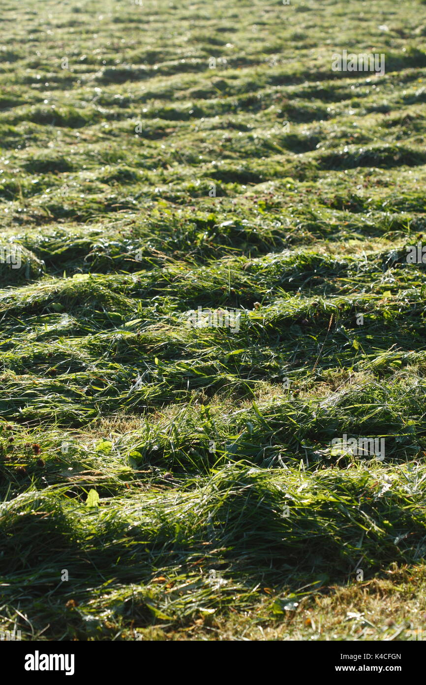 Meadow with fresh mowed lawn Stock Photo - Alamy
