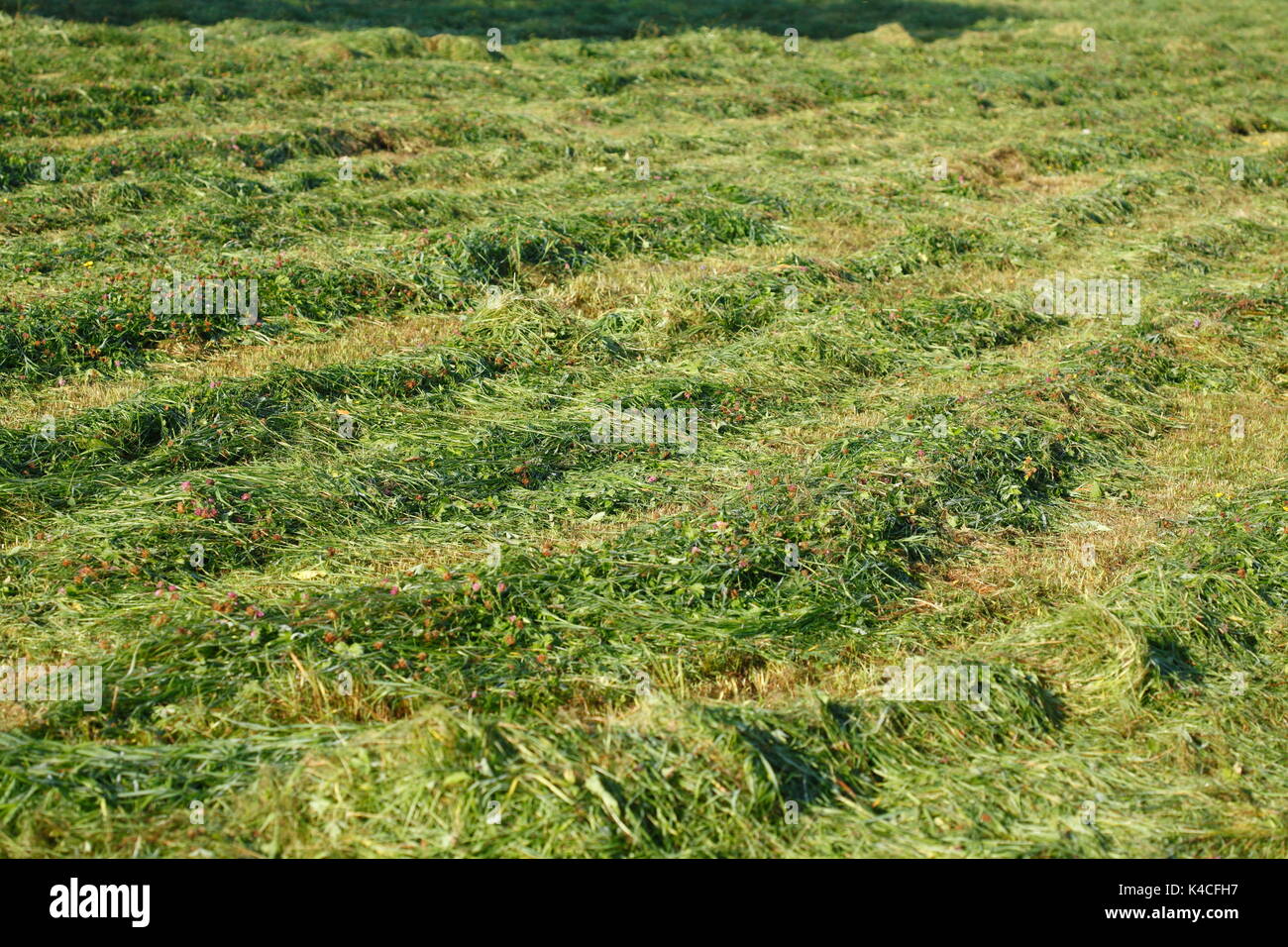 Lawn mower tracks hi-res stock photography and images - Alamy