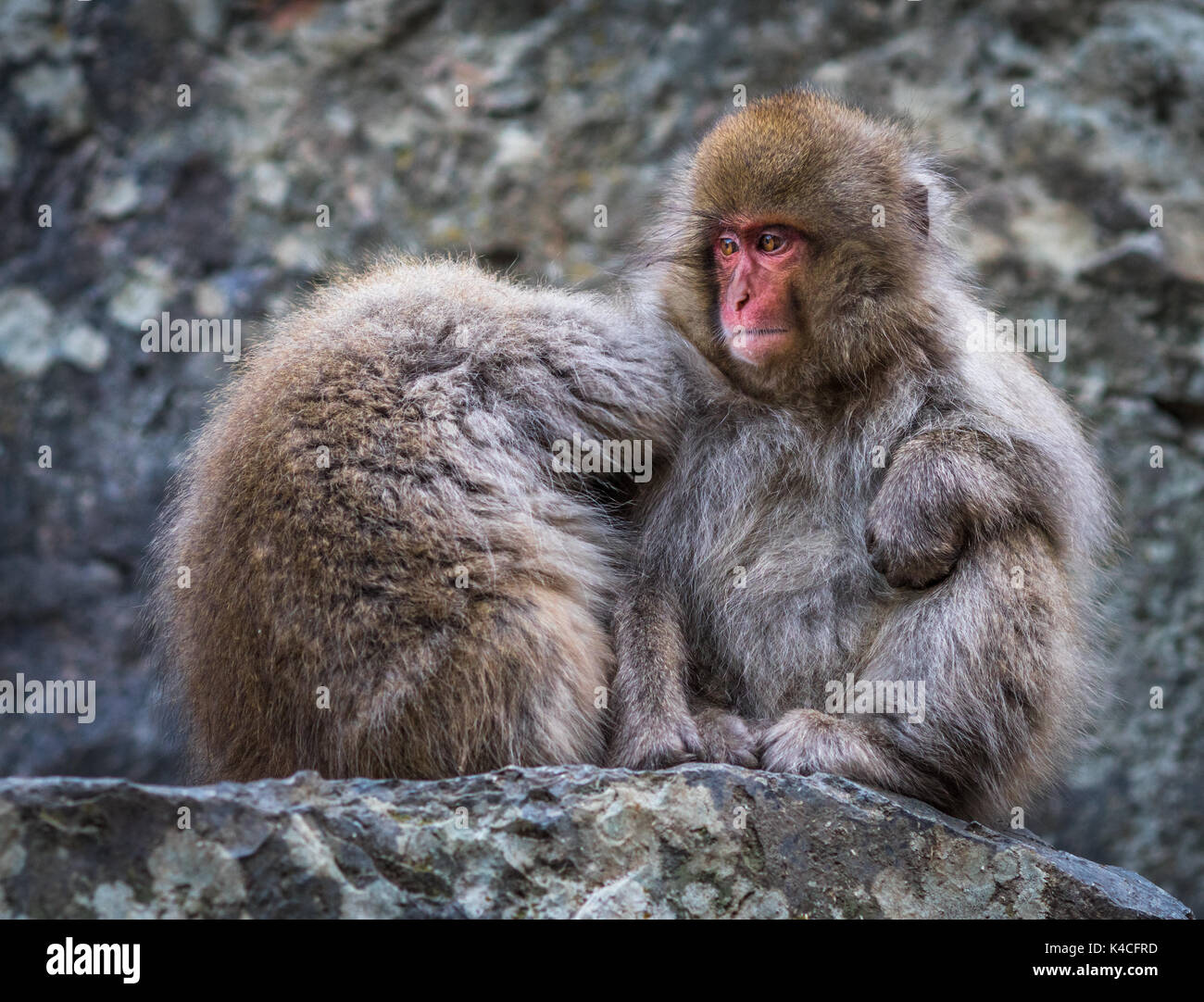 Macaque onsen hi-res stock photography and images - Alamy