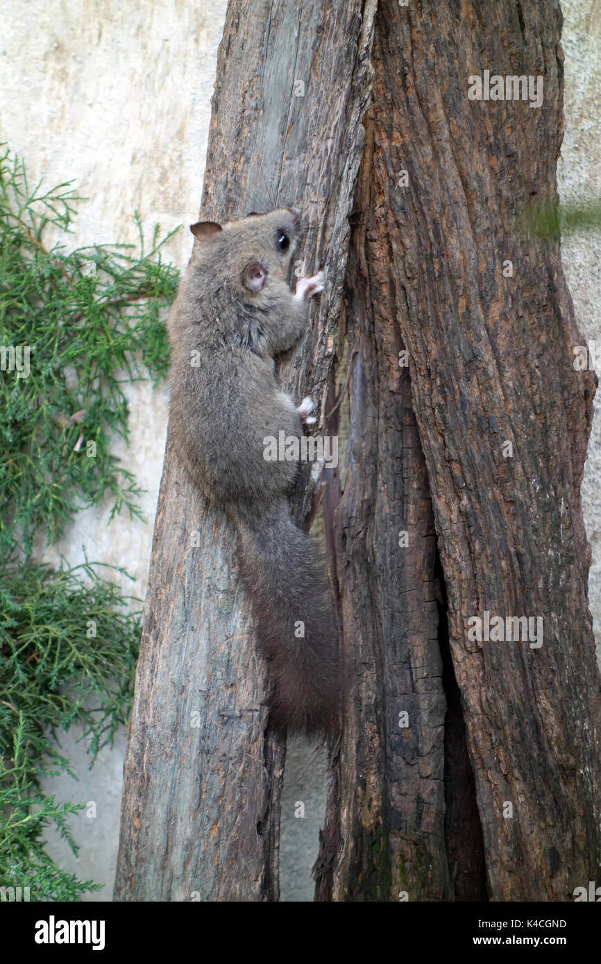 The edible dormouse or fat dormouse ,Glis glis wild rodent Stock Photo ...