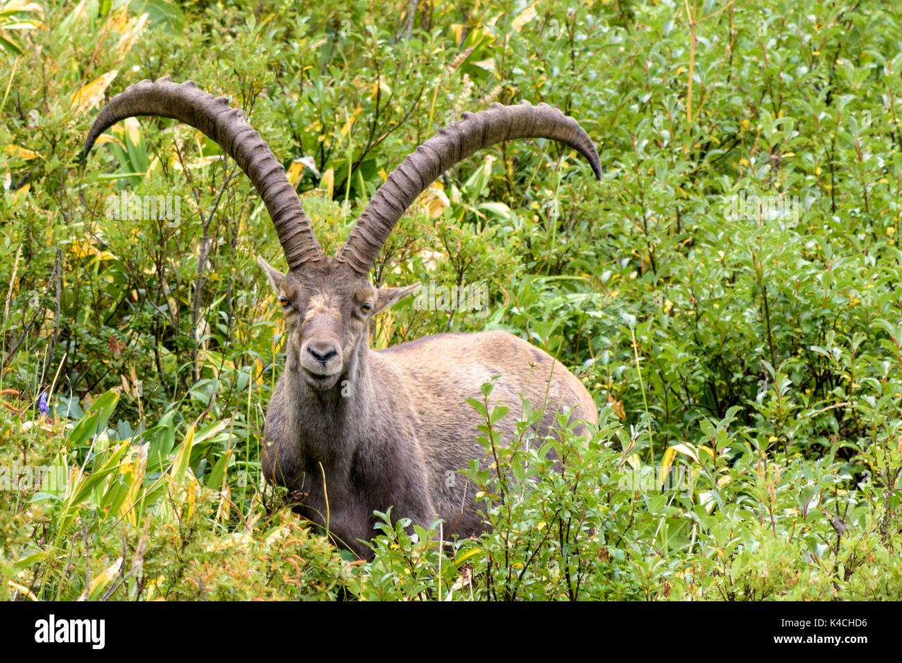 Wild ibex massive horns hi-res stock photography and images - Alamy