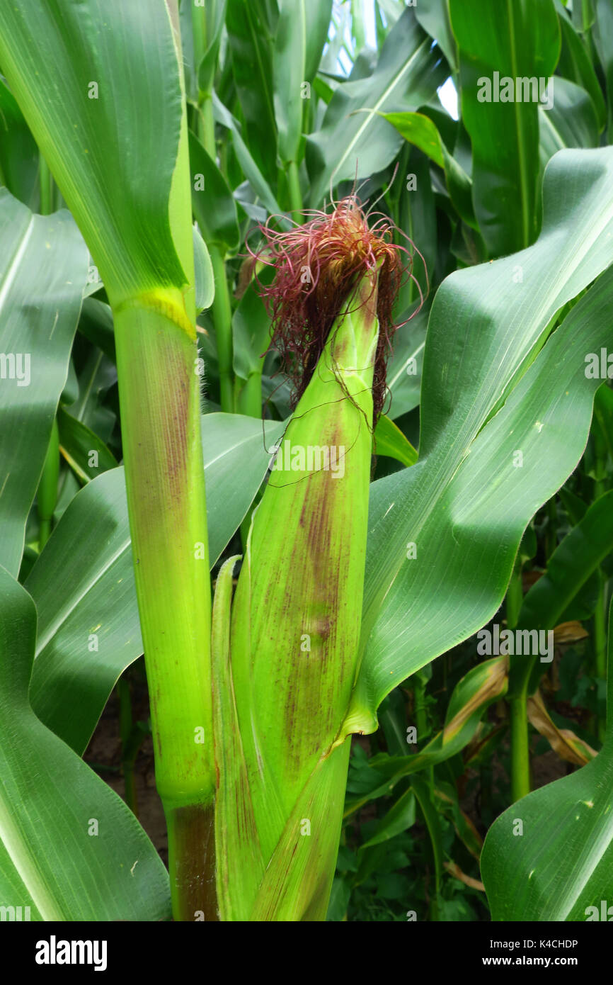 Fodder Corn Stock Photos & Fodder Corn Stock Images - Alamy