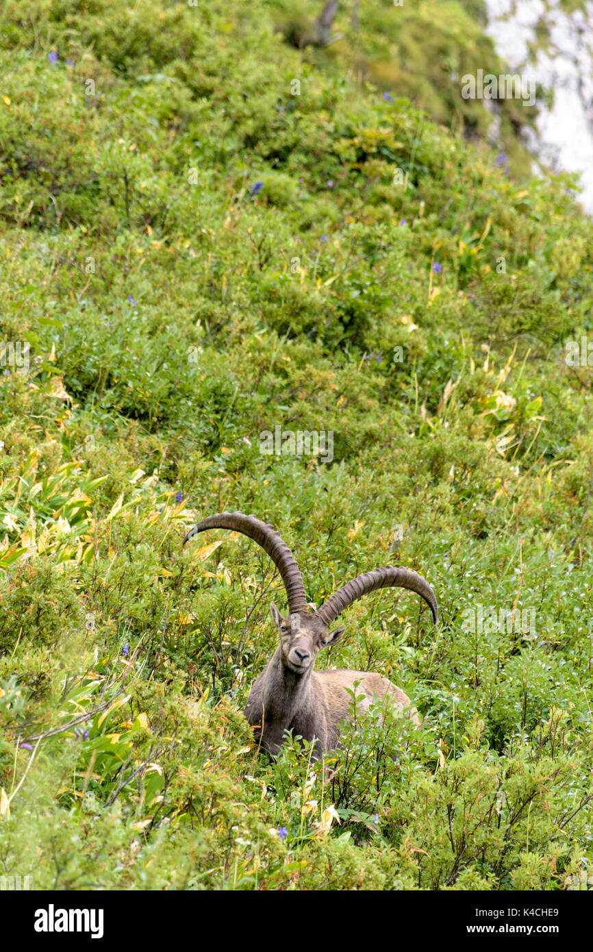 Wild ibex massive horns hi-res stock photography and images - Alamy