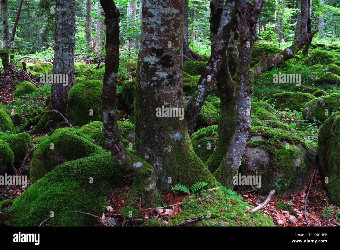 Pyrenèen hi-res stock photography and images - Alamy