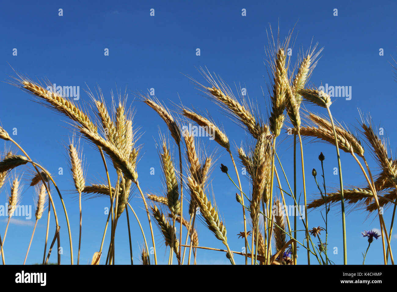 Rye photography hi-res stock photography and images - Alamy