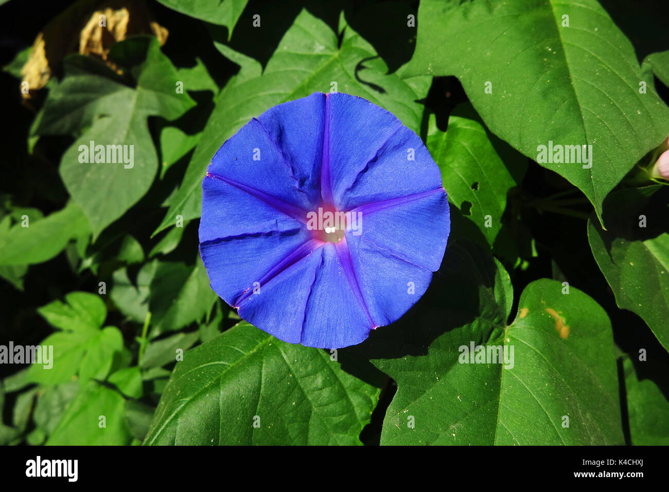 Pitunie hi-res stock photography and images - Alamy Pitunie hi-res stock photography and images - Alamy