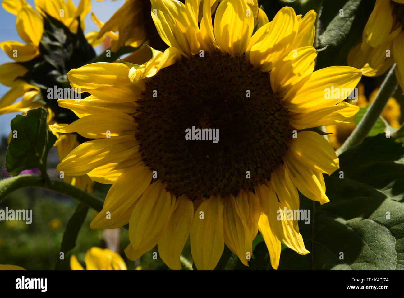 Sunflower plant root hi-res stock photography and images - Alamy