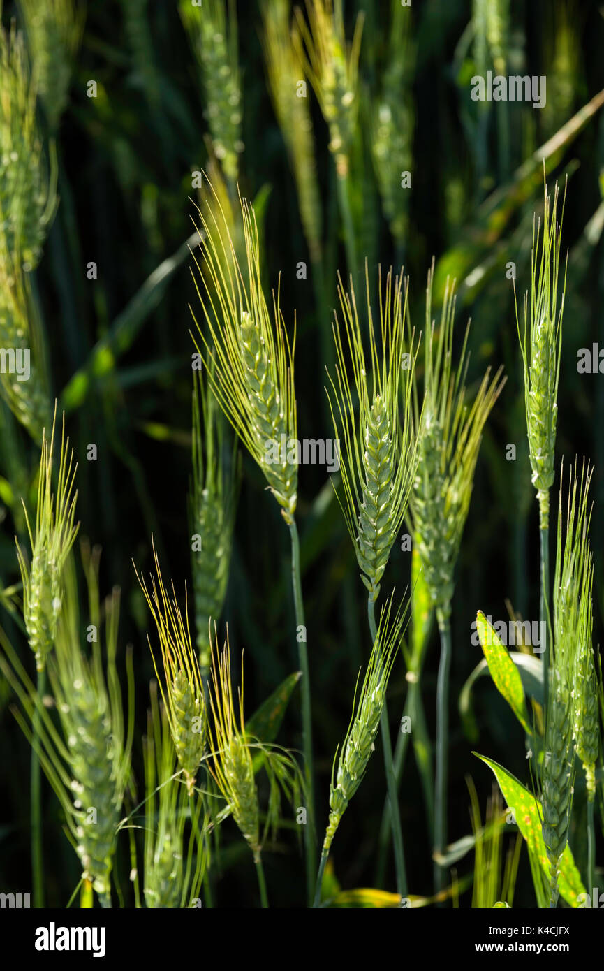 United states growing hi-res stock photography and images - Alamy