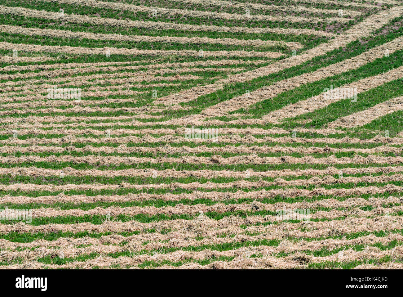 Hay curing in the Palouse, Washington Stock Photo - Alamy
