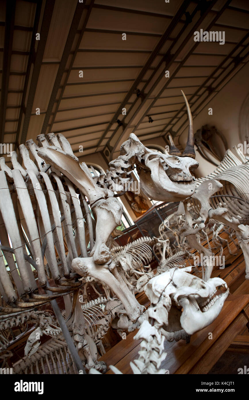Skeletons of prehistoric animals at the Museum of Natural History of ...