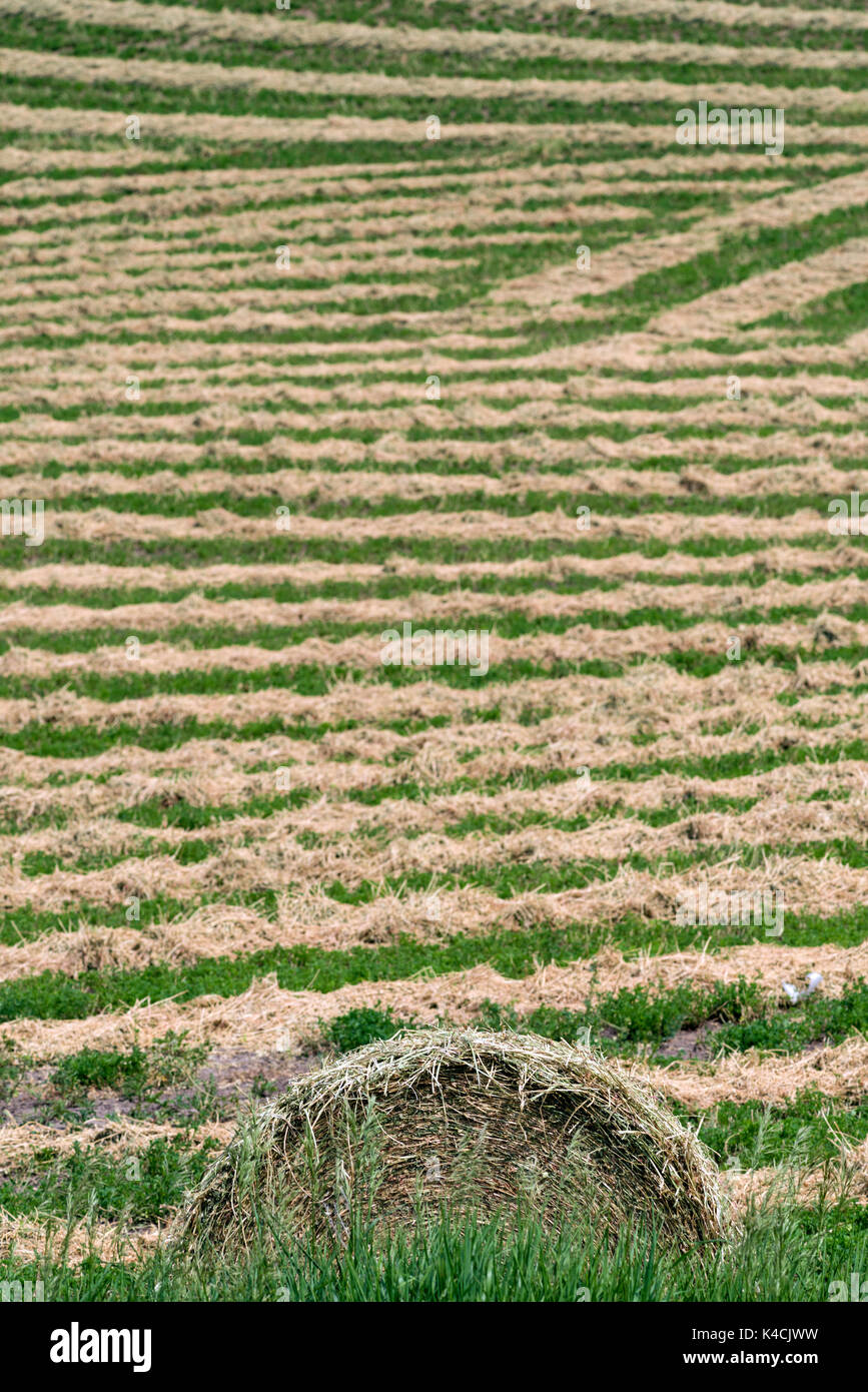 Hay curing in the Palouse, Washington Stock Photo - Alamy
