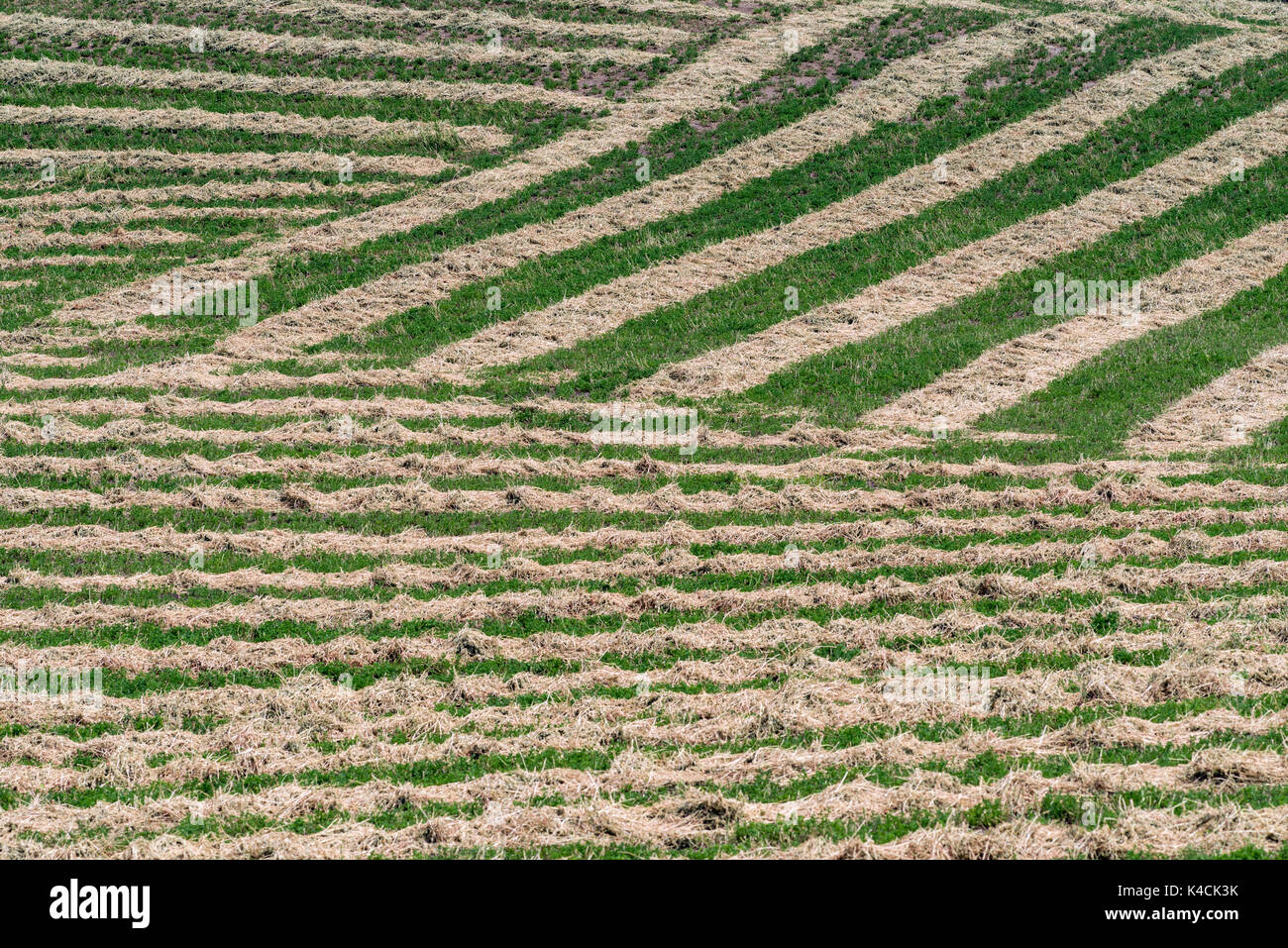 Hay curing in the Palouse, Washington Stock Photo - Alamy