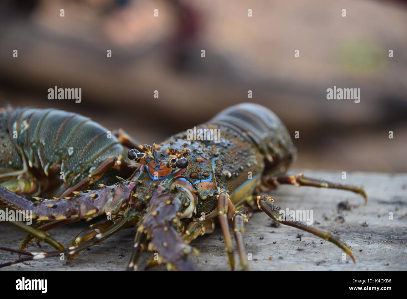 Bonefish grill hi-res stock photography and images - Alamy