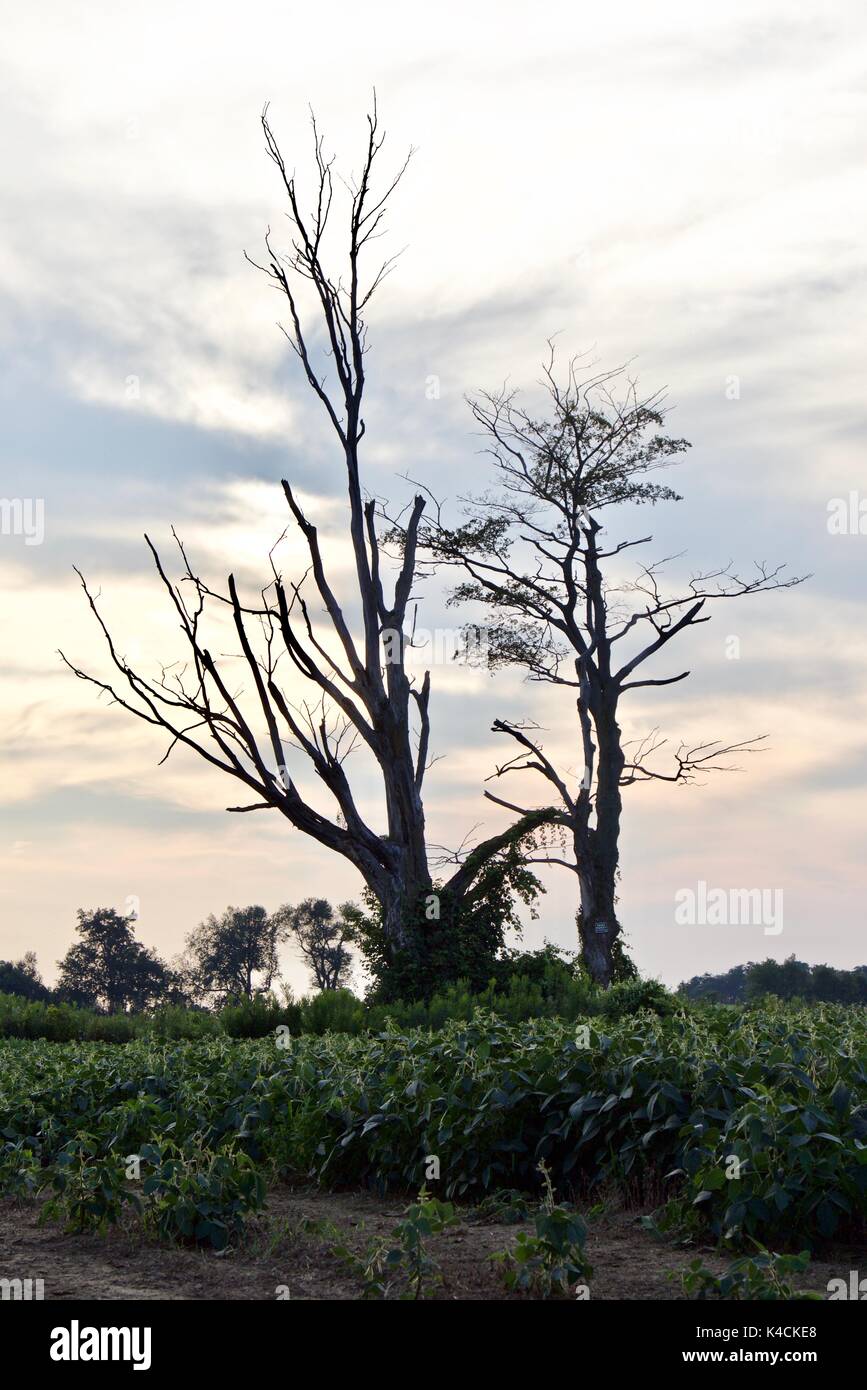 Beautiful isolated image of an amazing old trees Stock Photo - Alamy