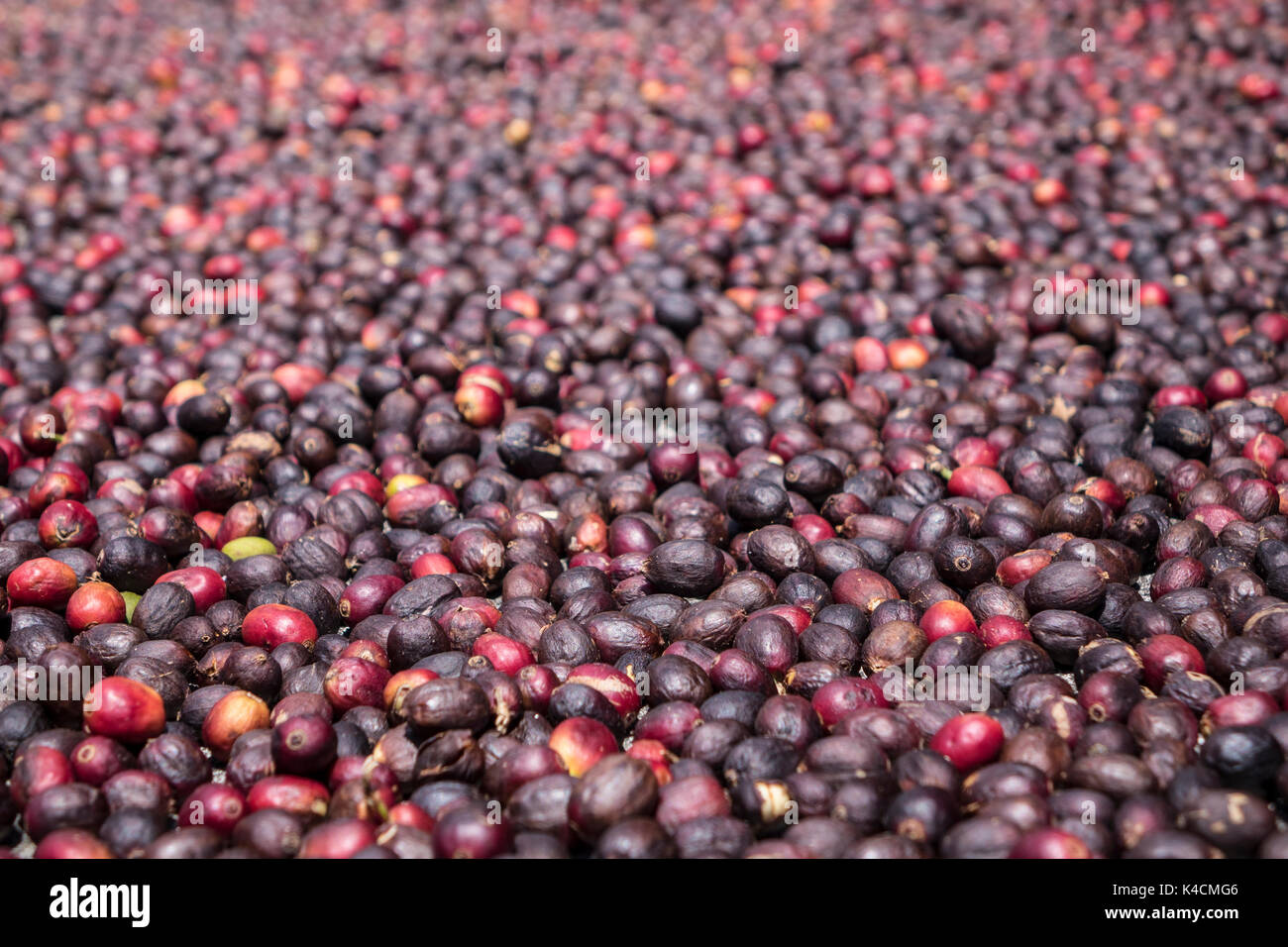 Ripe Azorian Coffee Beans Drying In The Sun. Sao Jorge, Azores Stock ...