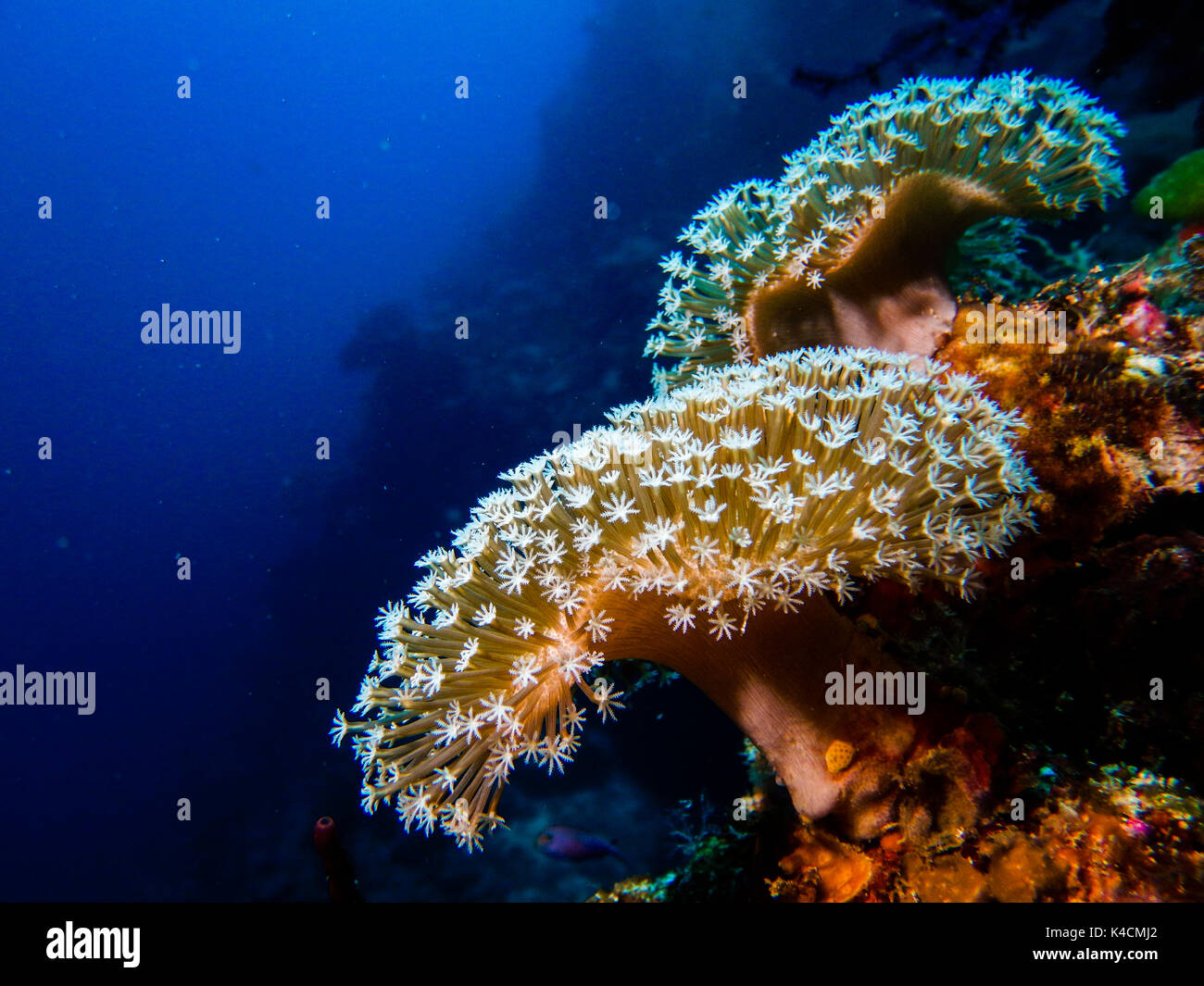 Two Beige Soft Corals Sarcophyton In A Row, With White Polyps, Exposed ...
