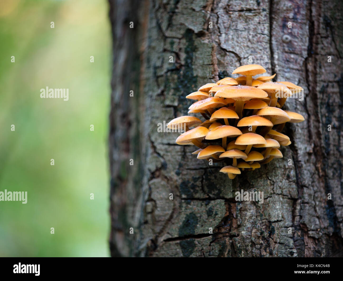 Tree Mushrooms On Trunk Stock Photo - Alamy
